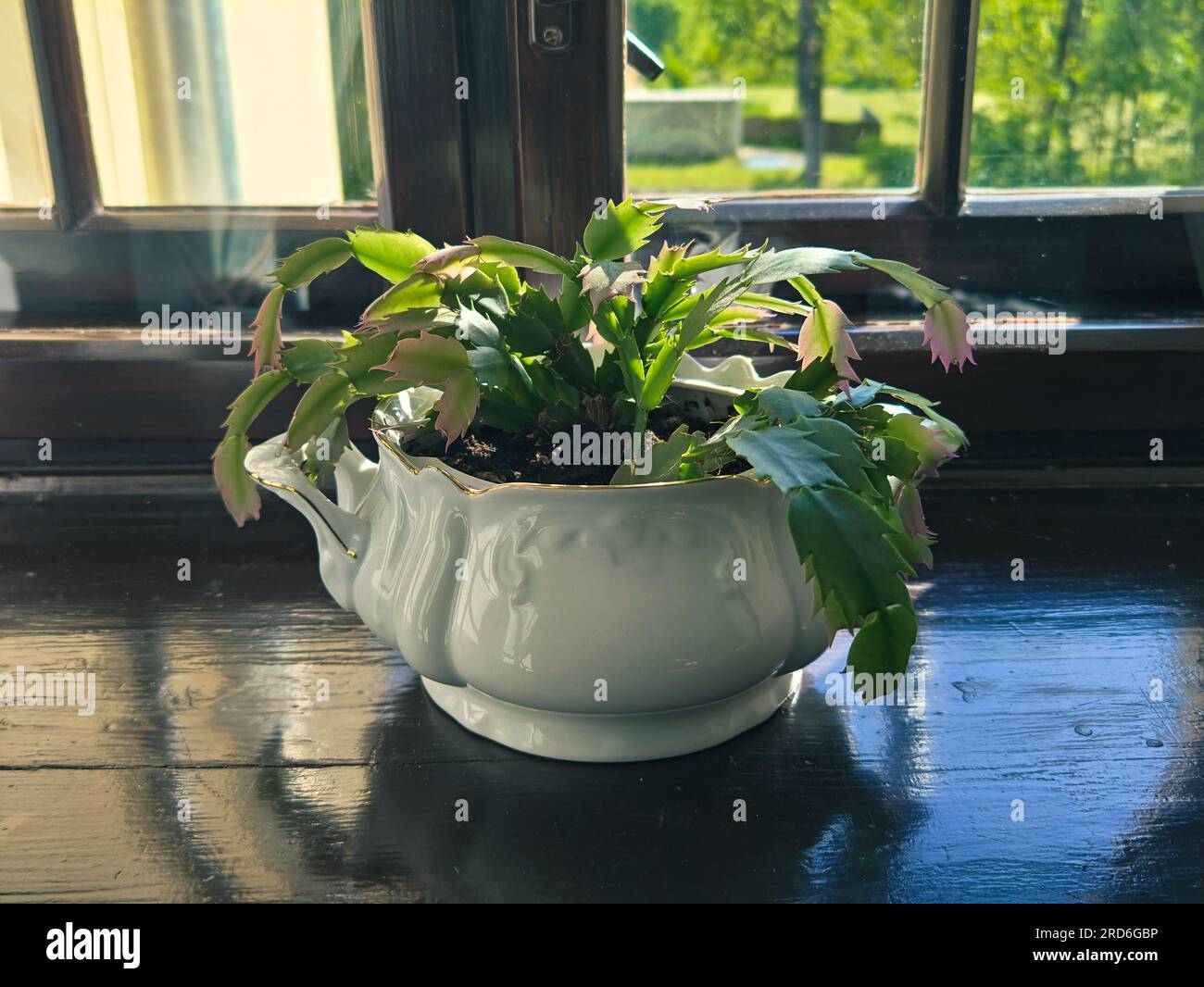 Rhipsalidopsis leah hi-res stock photography and images - Alamy