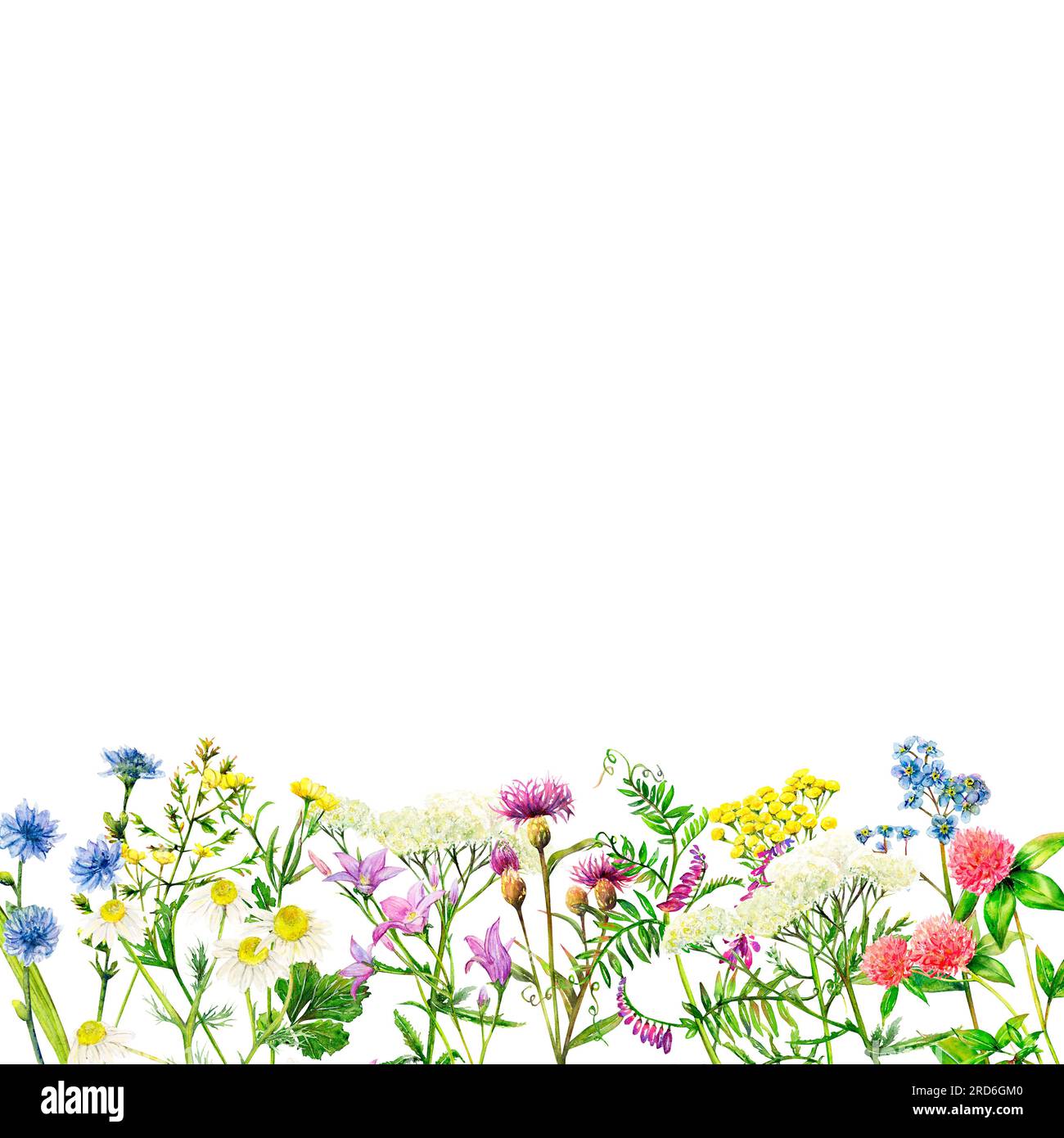 Realistic border from meadow wildflowers - field bell, clover, yarrow ...