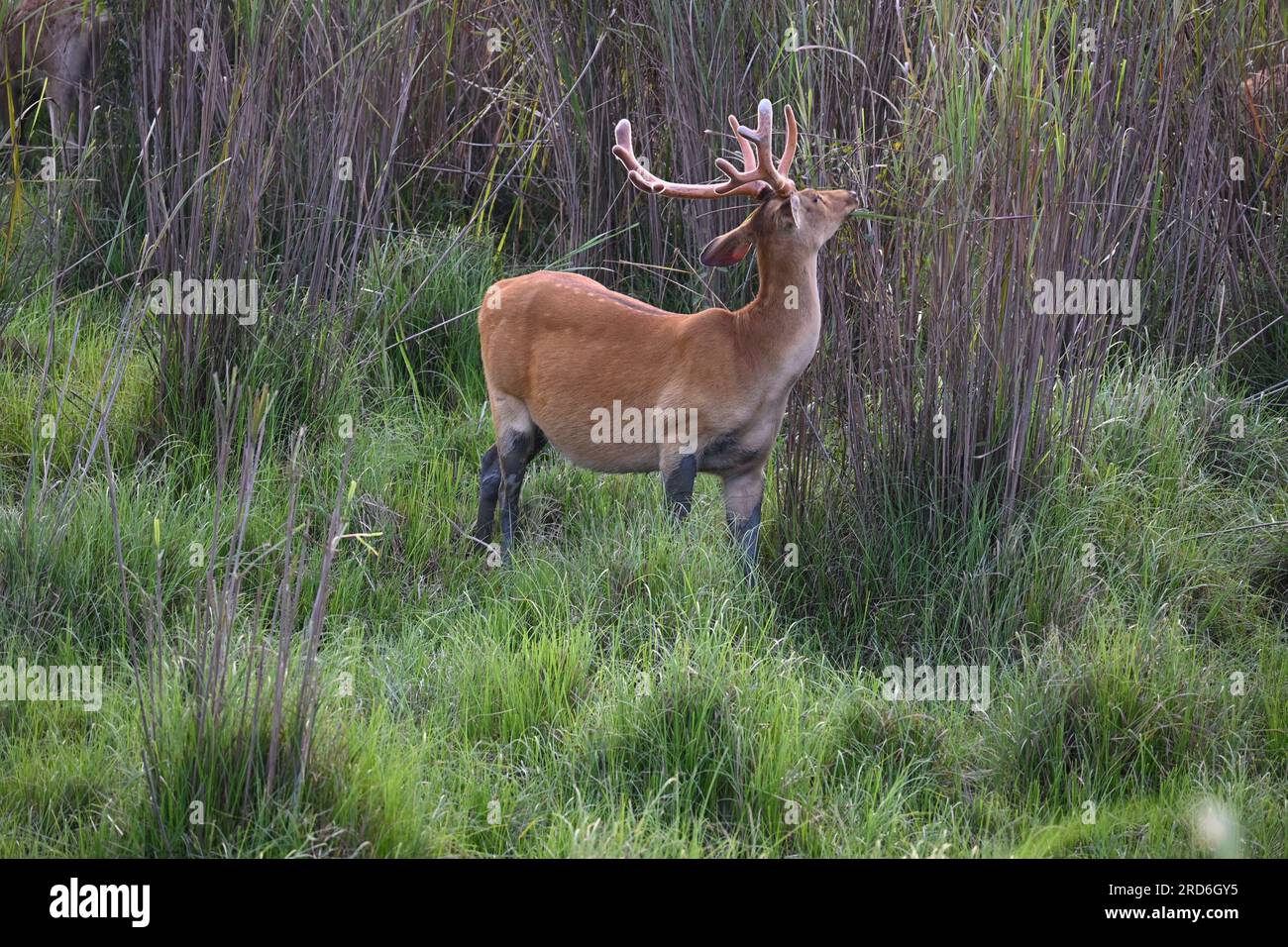 A beautiful deer is trying to eat the tall grass in the wild Stock ...