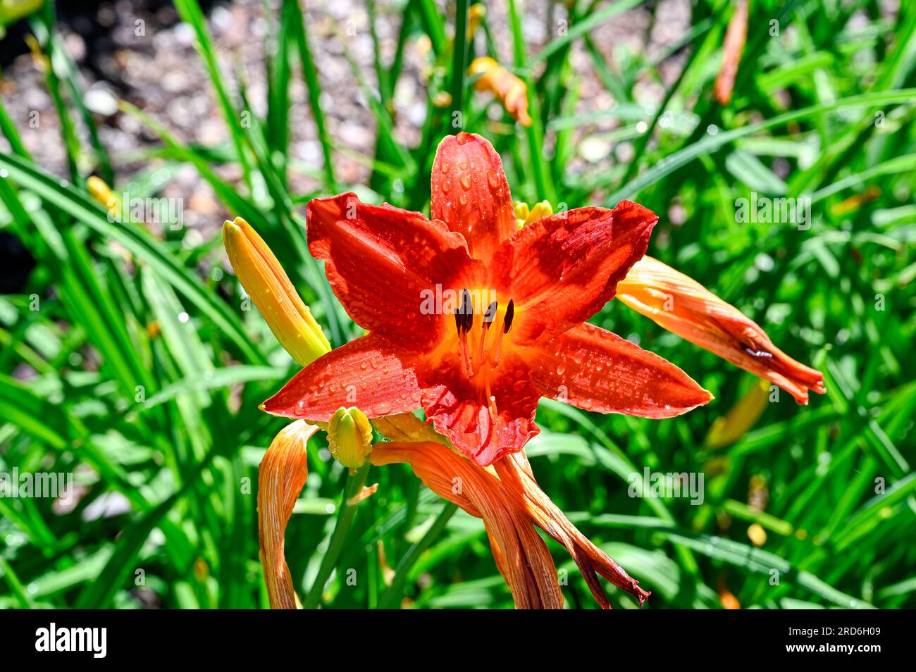 Bright colorful lily with waterdrops after a summer rain Stock Photo ...