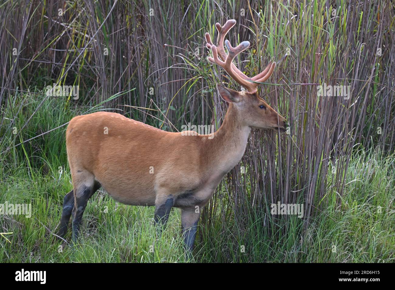 A beautiful fully grown deer with antlers are seen in the forest Stock ...