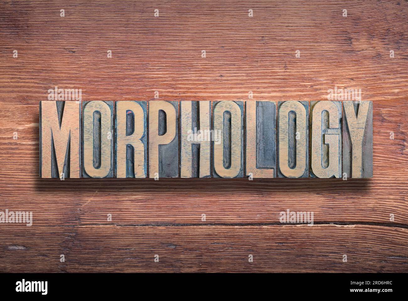 Morphology hi-res stock photography and images - Alamy