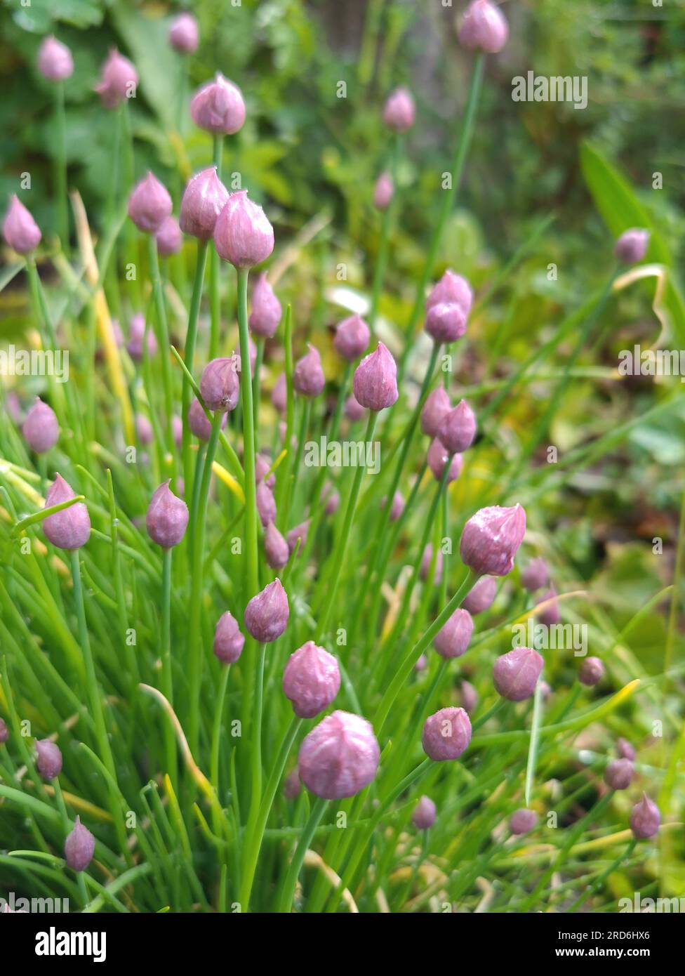 Spring onion flowers kitchen hi-res stock photography and images - Alamy