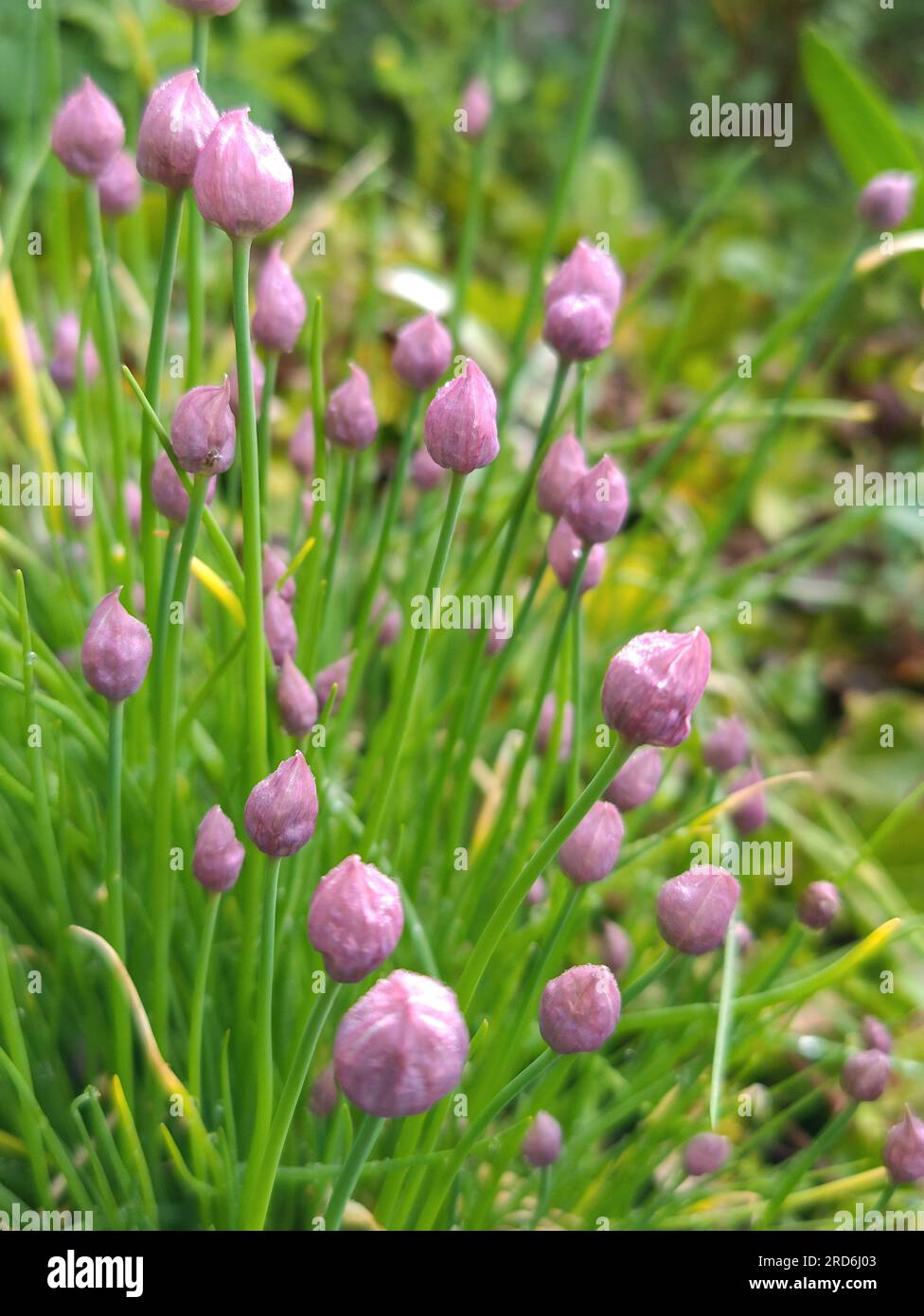 Kitchen ingredient edible stems hi-res stock photography and images - Alamy