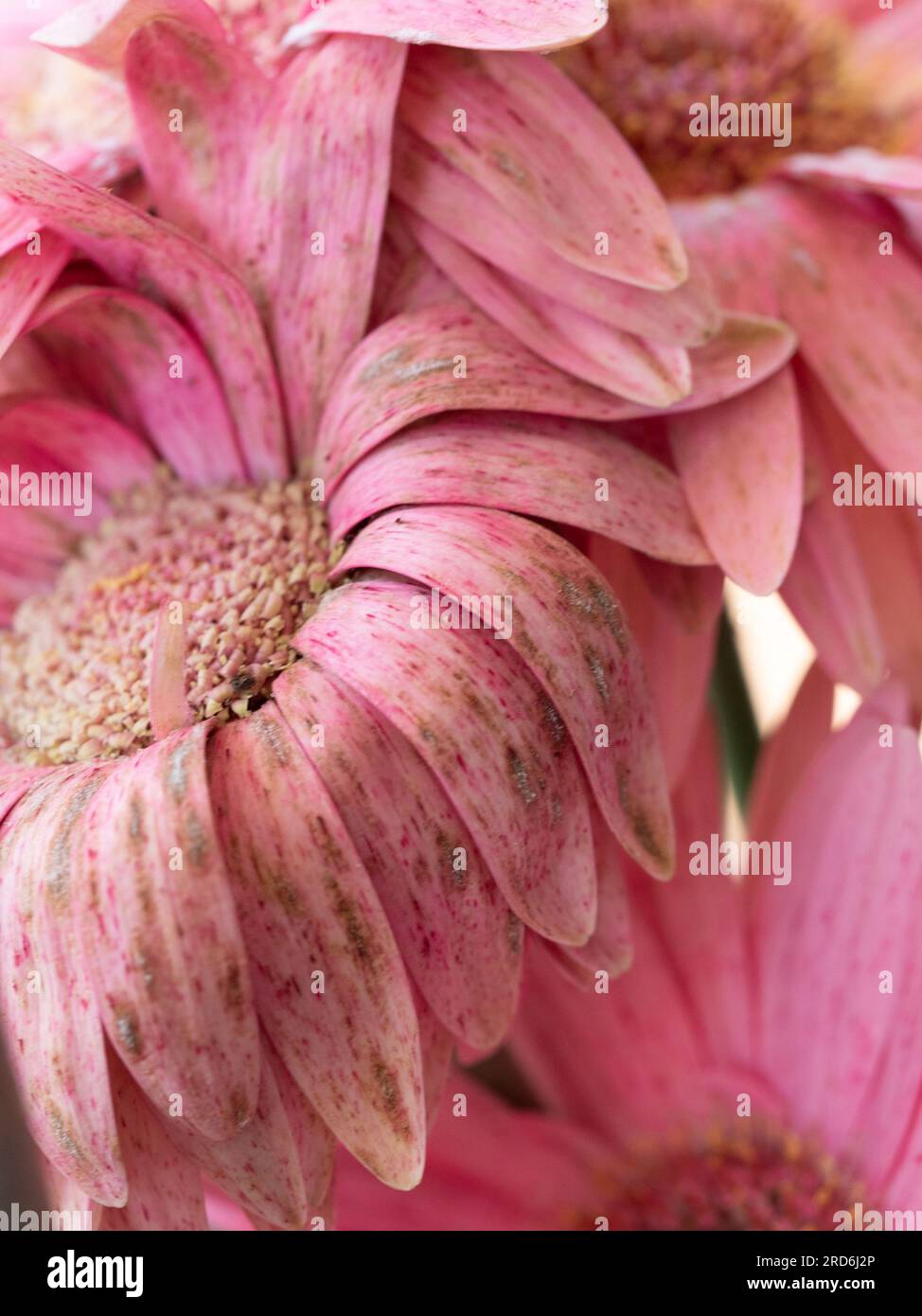 Closeup cluster of pink Gerbera Daisy flowers, petals and centres, past ...