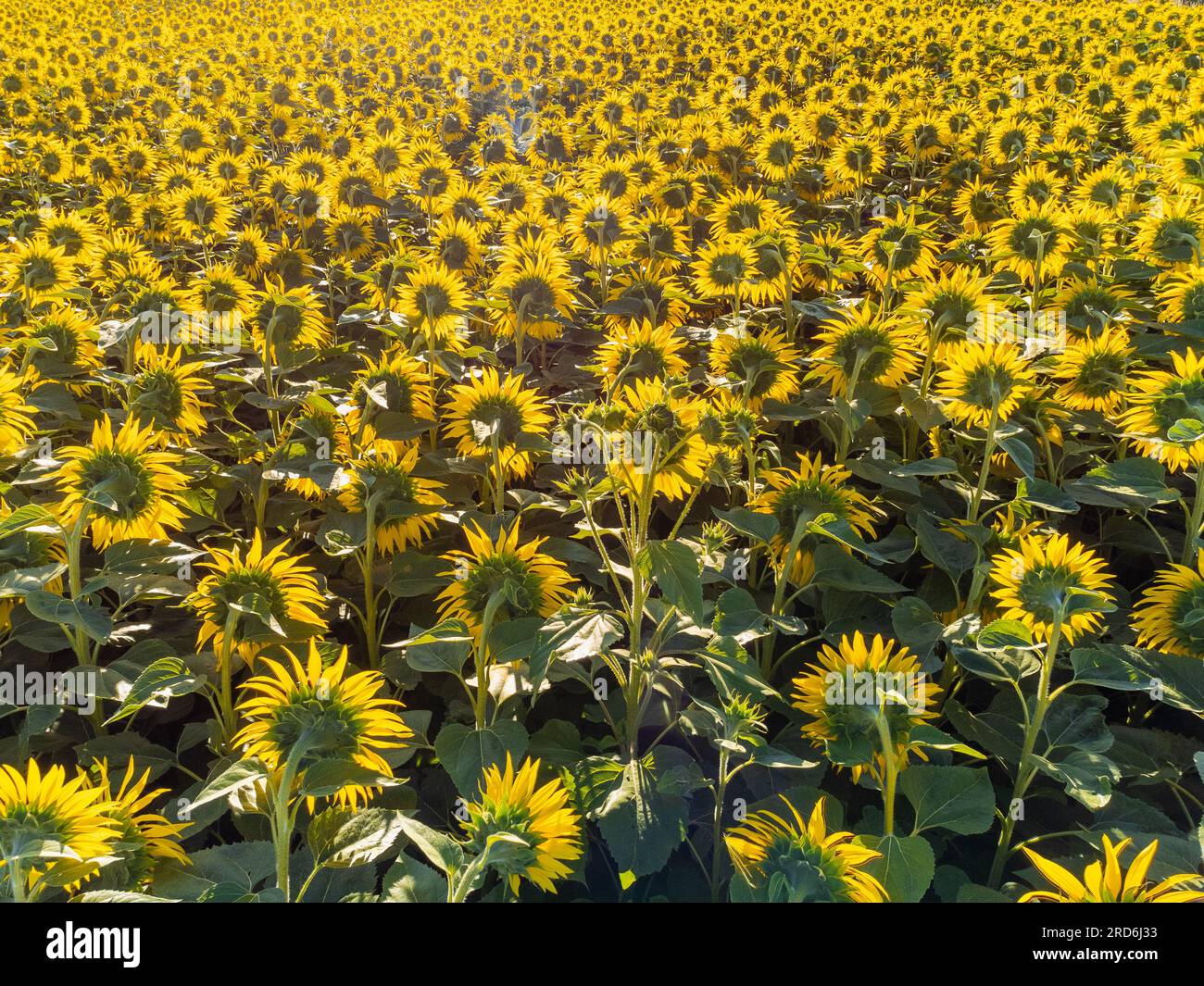 Sunflowers in morning summer field hi-res stock photography and images ...