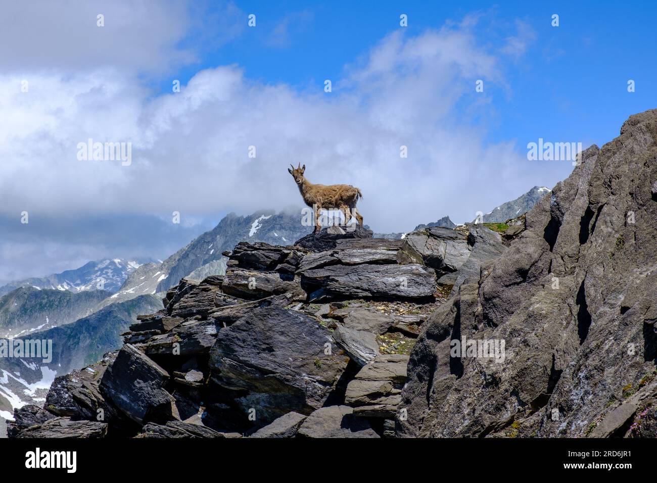Capra ibex baby hi-res stock photography and images - Alamy