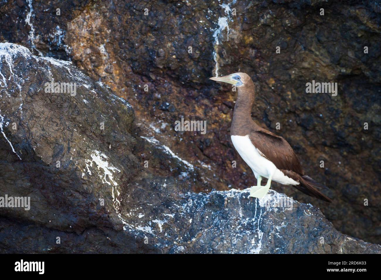 Brown Booby, Sula leucogaster, in Coiba Island National Park, Pacific ...