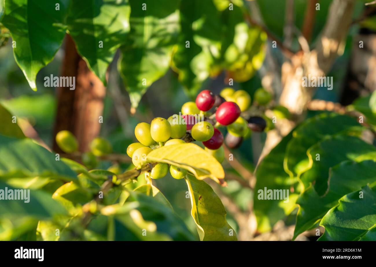 Ripe coffee berries inside hi-res stock photography and images - Alamy