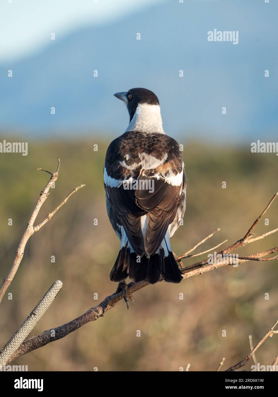Magpie perched on a branch from behind Stock Photo - Alamy