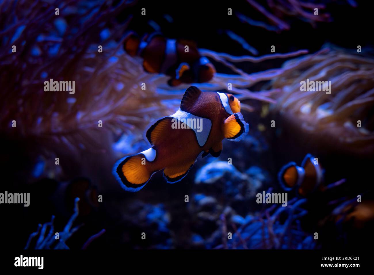 Striped fish swimming among coral hi-res stock photography and images ...