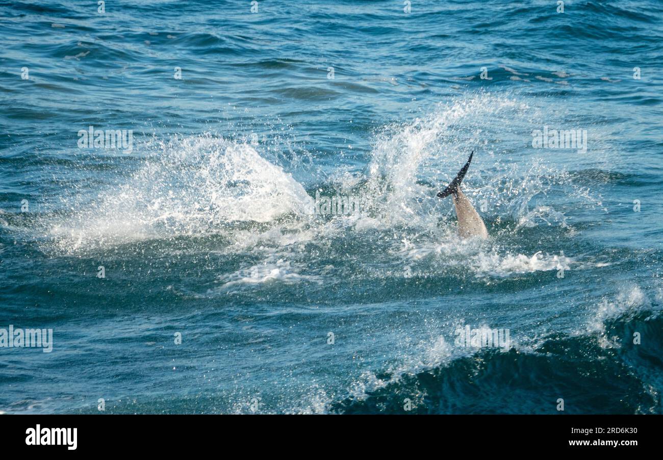 Bottlenose dolphin tail in the air splashing into the blue sea water ...
