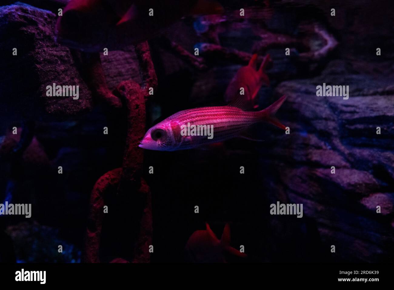 a specimen of opisthognathus aurifrons squirrel fish Stock Photo - Alamy