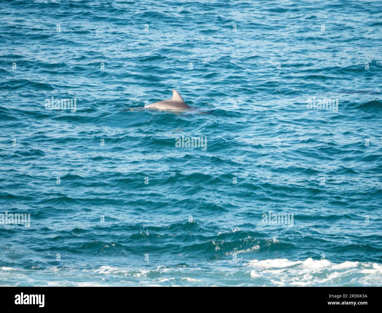 Bottlenose Dolphin swimming in the sea, just the dorsal fin showing ...