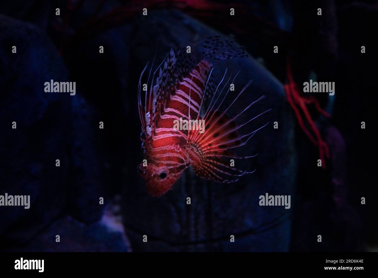 small specimen of Pterois volitans or called scorpion fish Stock Photo ...