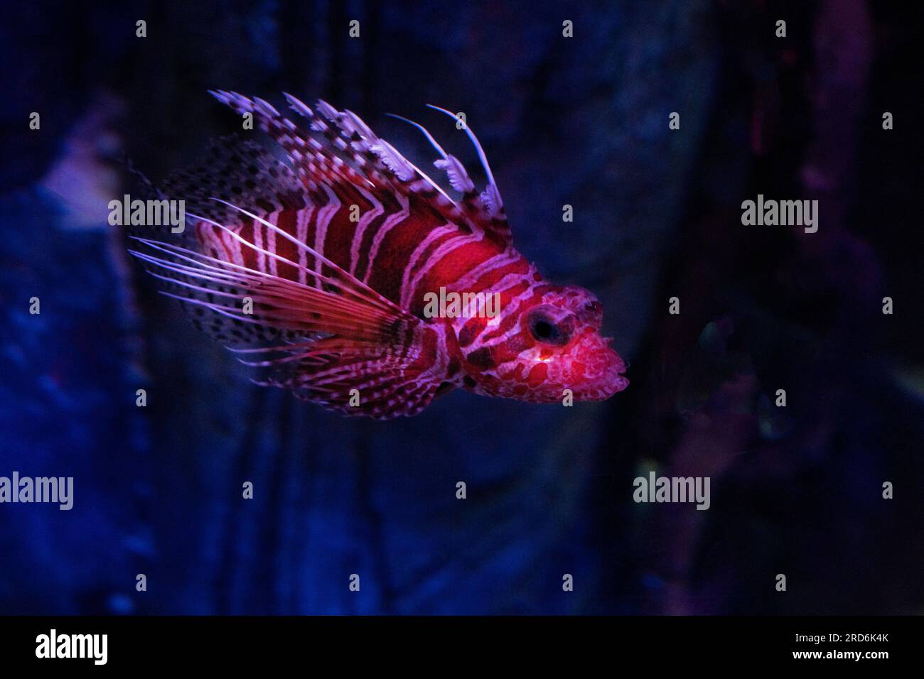 small specimen of Pterois volitans or called scorpion fish Stock Photo ...