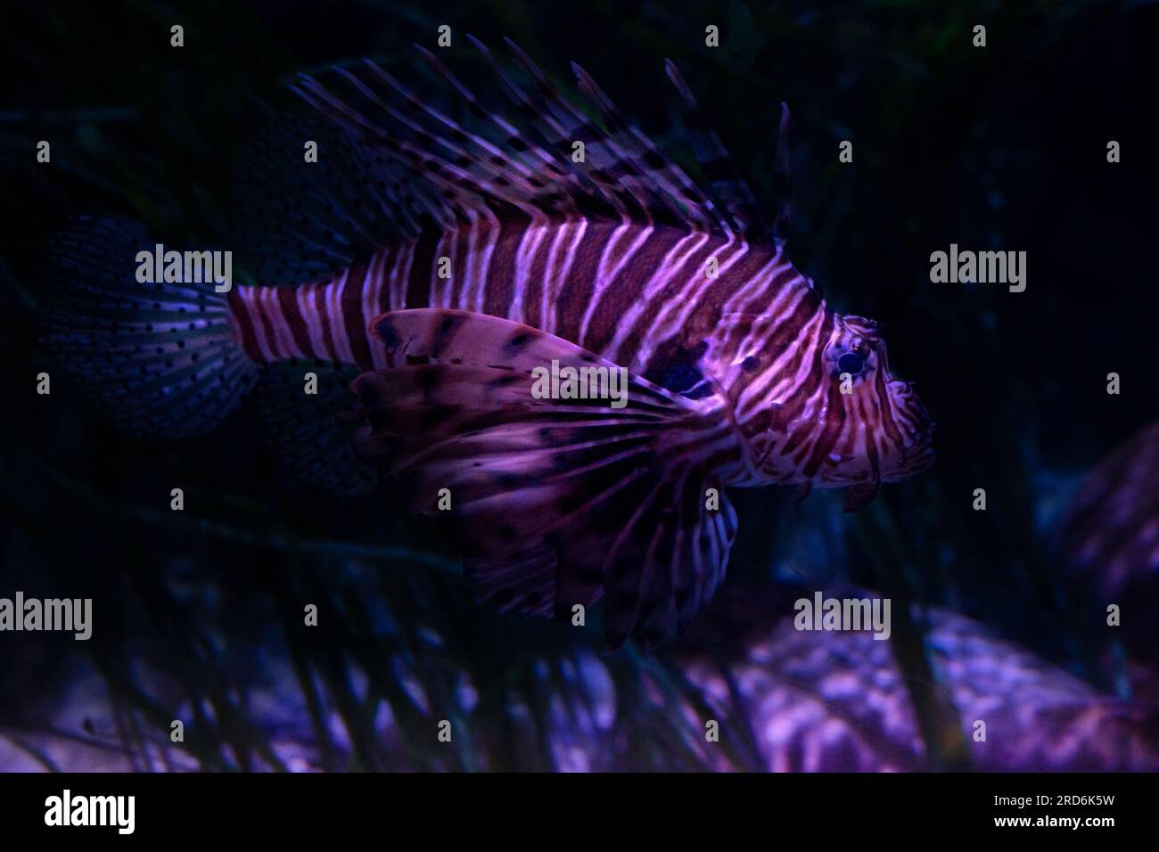 a specimen of scorpion fish swimming in the dark Stock Photo - Alamy