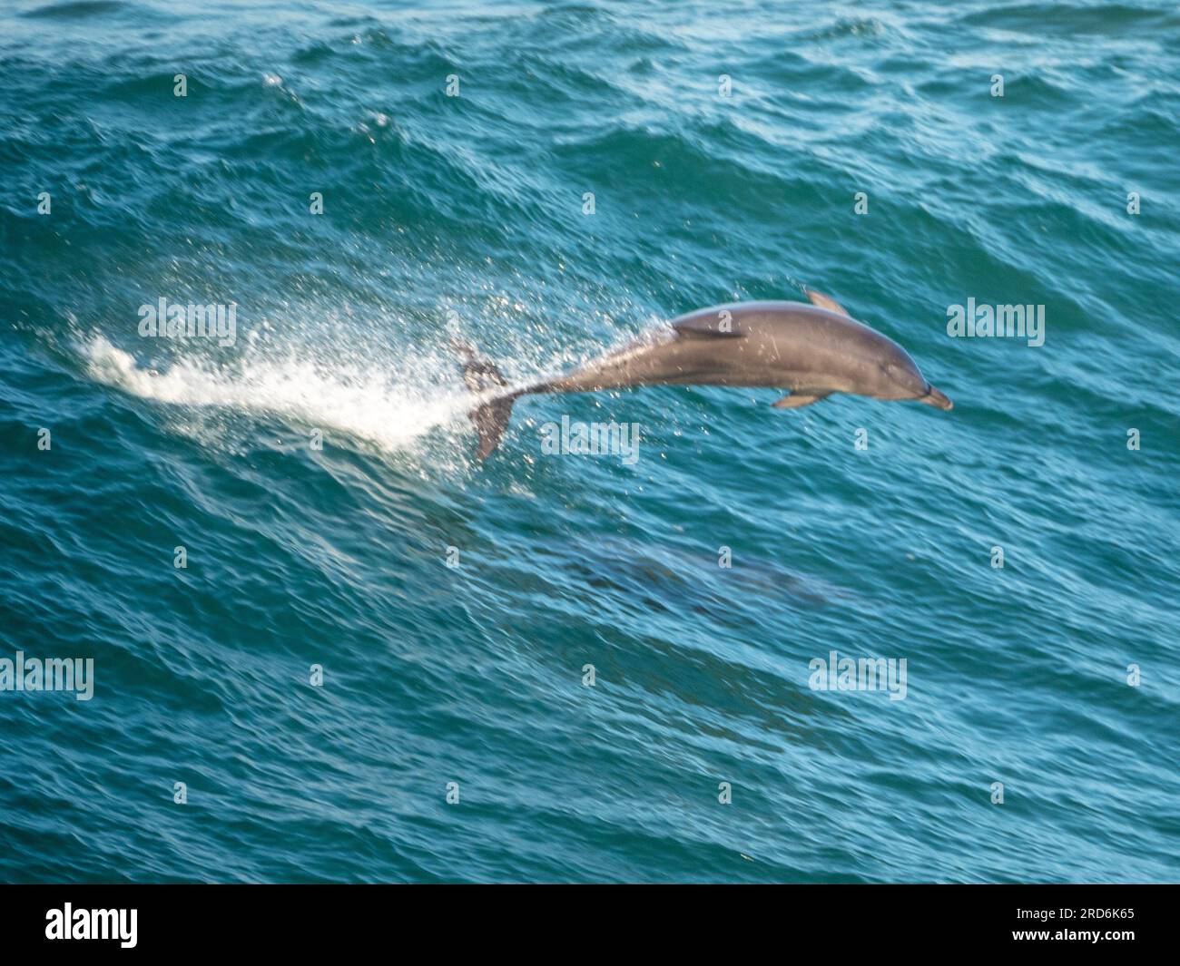 Bottlenose dolphin surfing, diving, flying through the air leaping out ...