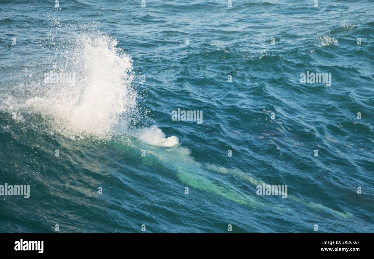 Underwater splash australia hi-res stock photography and images - Alamy