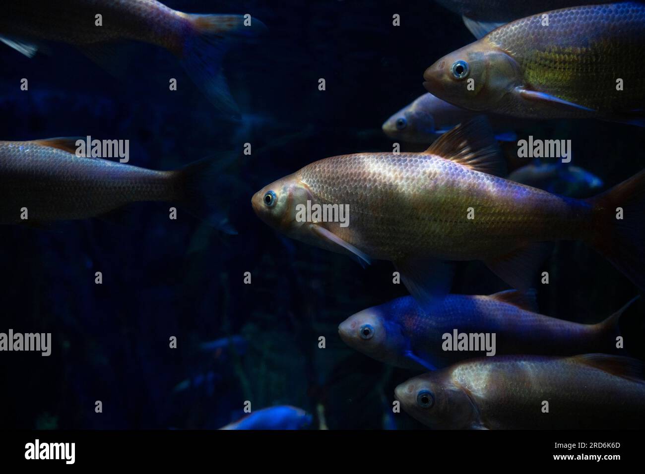 Leuciscus idus hi-res stock photography and images - Alamy