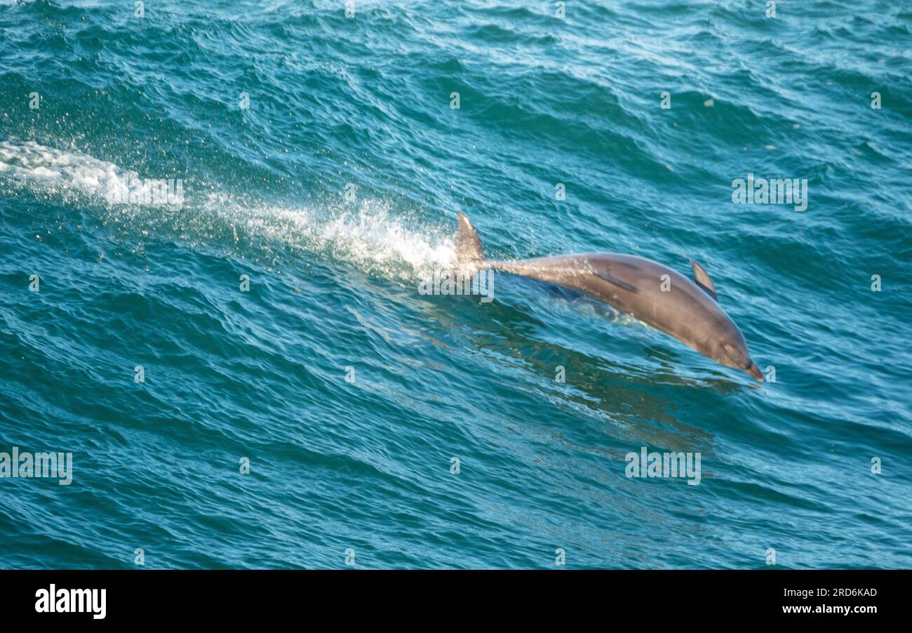 Bottlenose dolphin surfing, diving, flying through the air leaping out ...