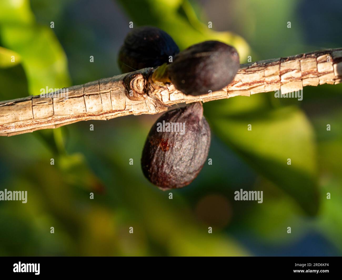 Cluster of coffee bean berries, over ripe Stock Photo - Alamy