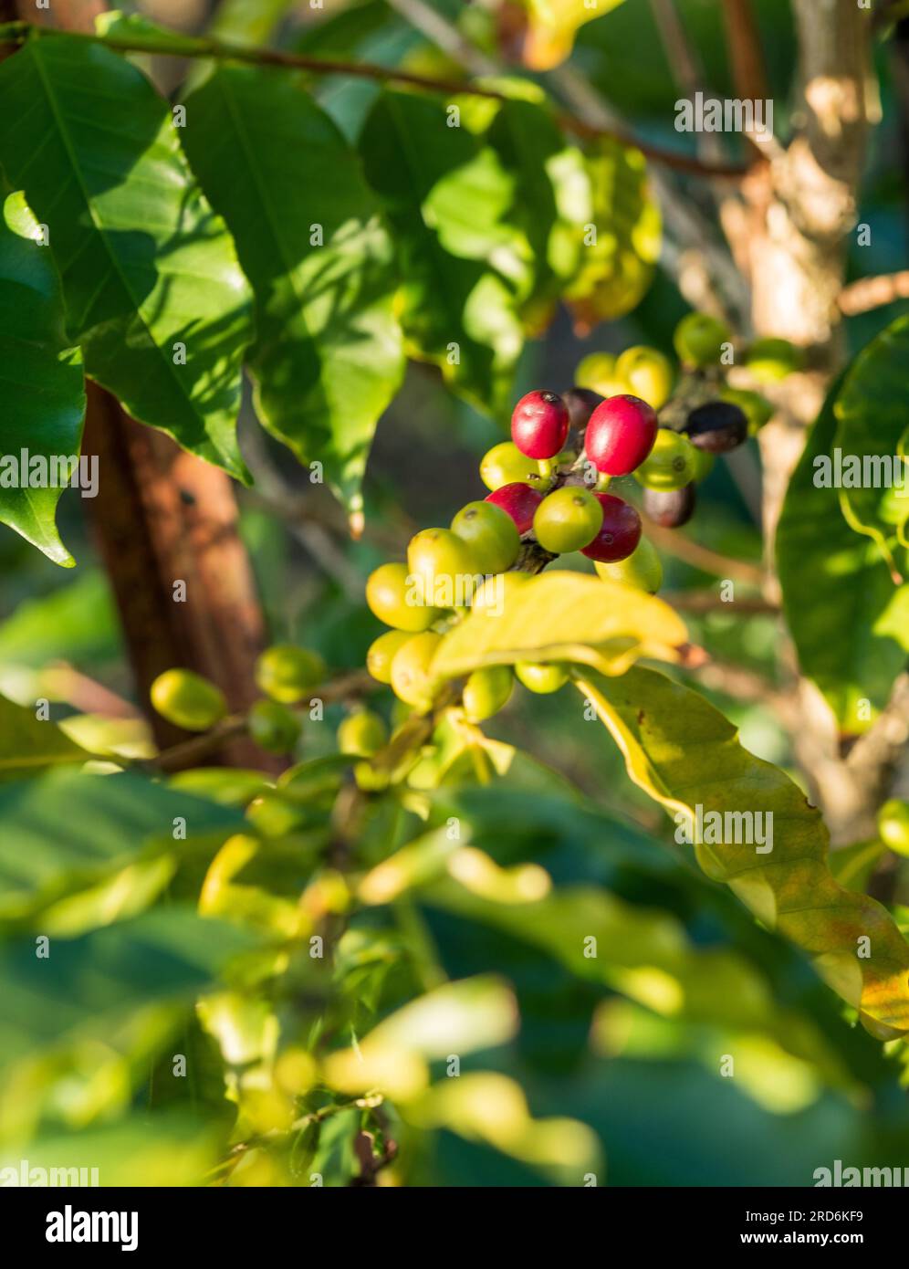 Coffee Beans growing in clusters on a stem, different stages of ...