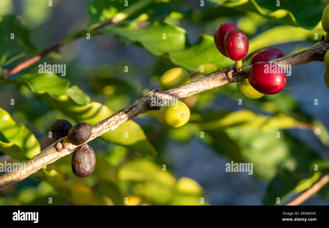 Coffee Beans growing in clusters on a stem, different stages of ...