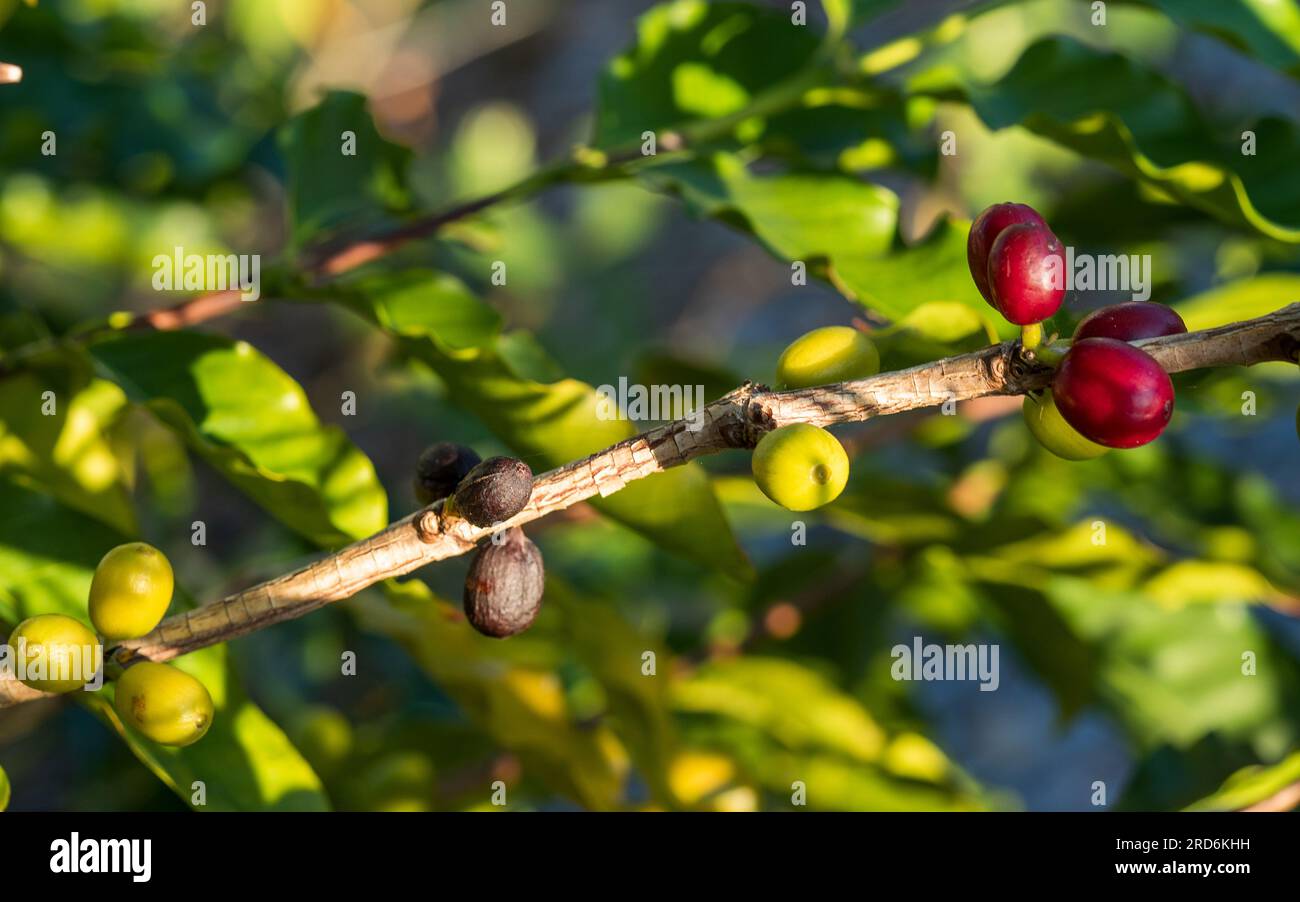 Coffee Beans inside, cherries growing in clusters on a stem, different ...