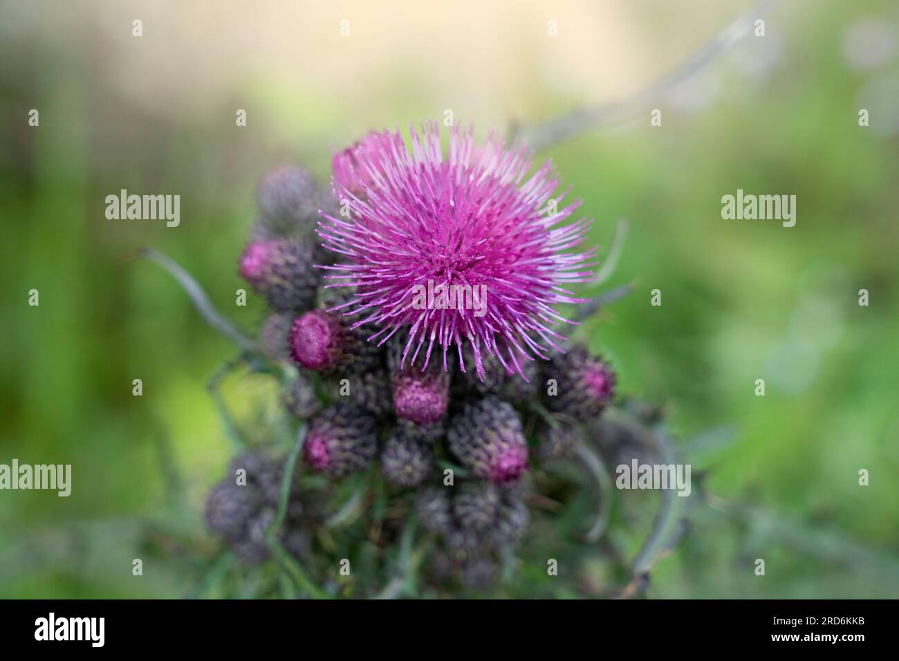 large flower of Carduus crispus illuminated by the sun Stock Photo - Alamy