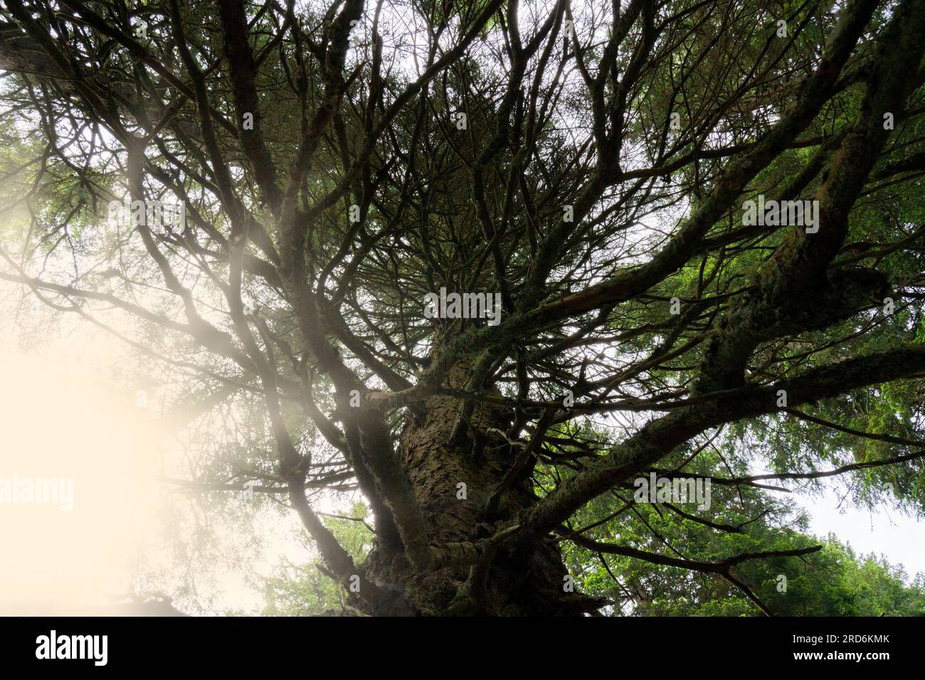 Fir mast hi-res stock photography and images - Alamy