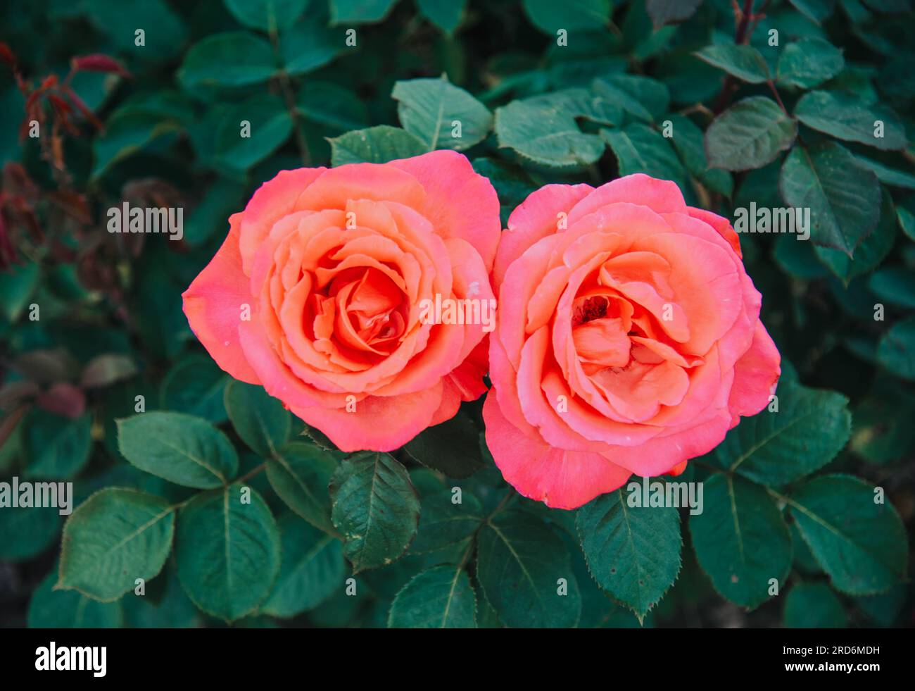 Bright pink roses bloom in the garden Stock Photo - Alamy