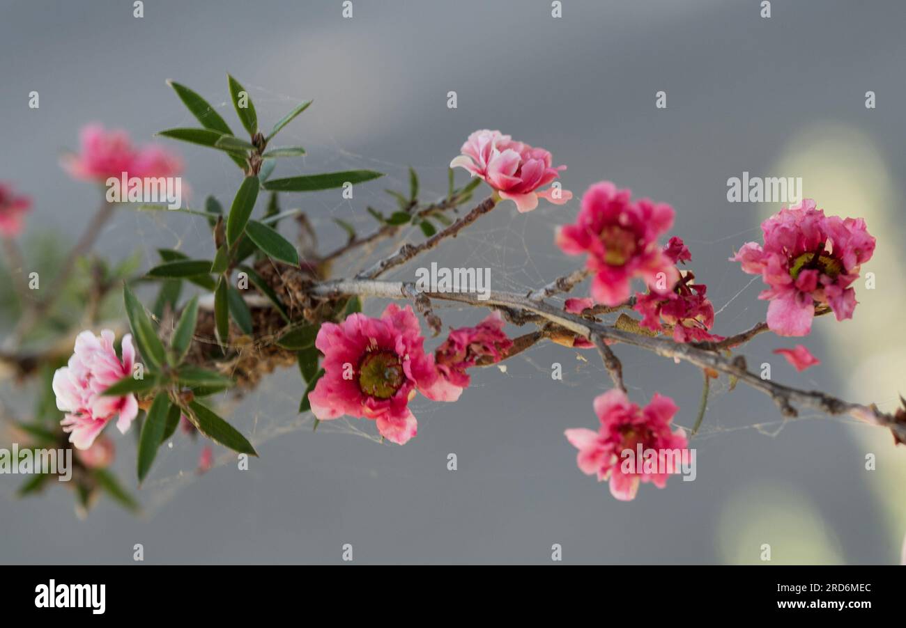 Lovely stem of pink Tea tree flowers in bloom, spiders web tangled ...