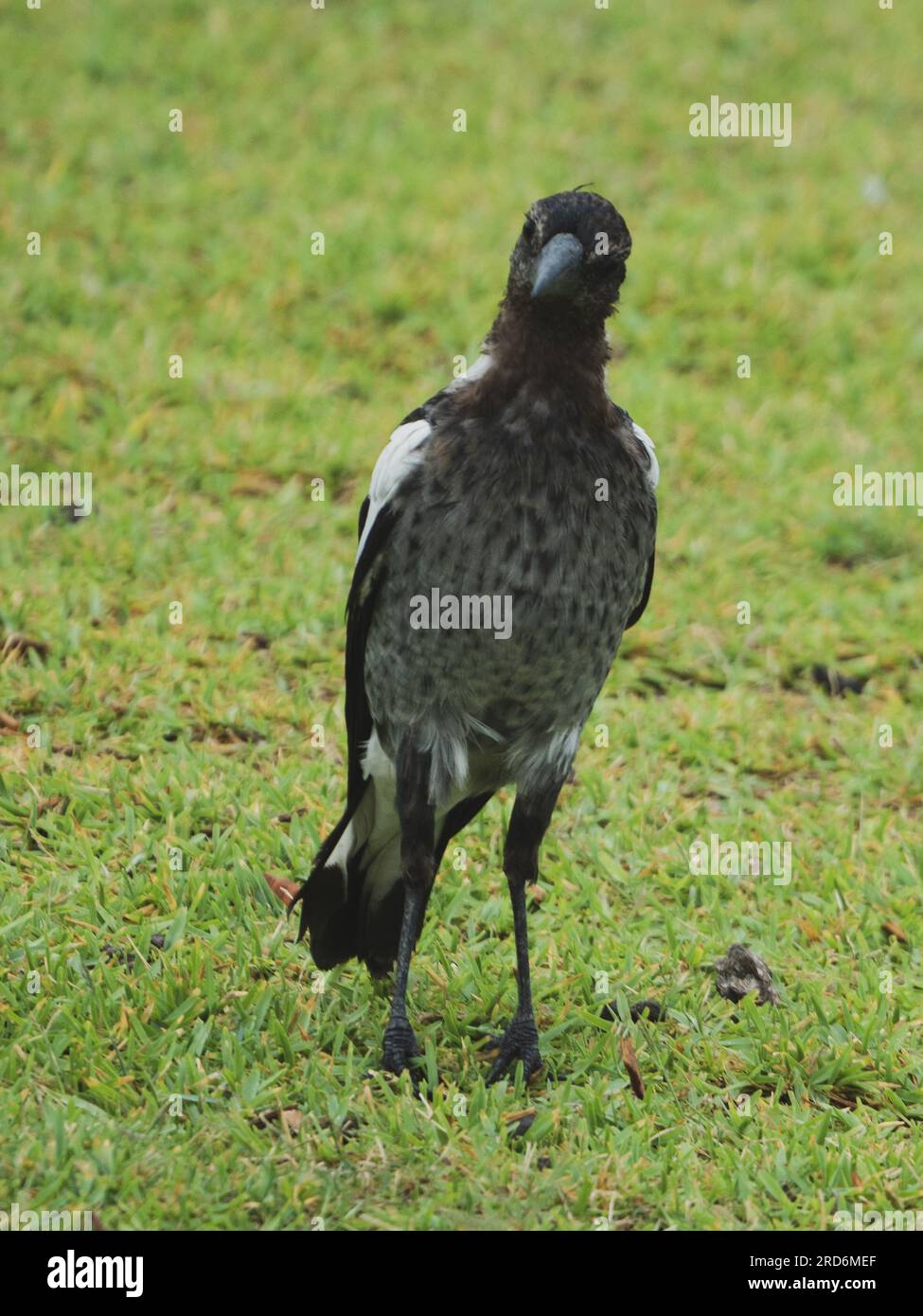 Young Australian Magpie standing on green grass Stock Photo - Alamy