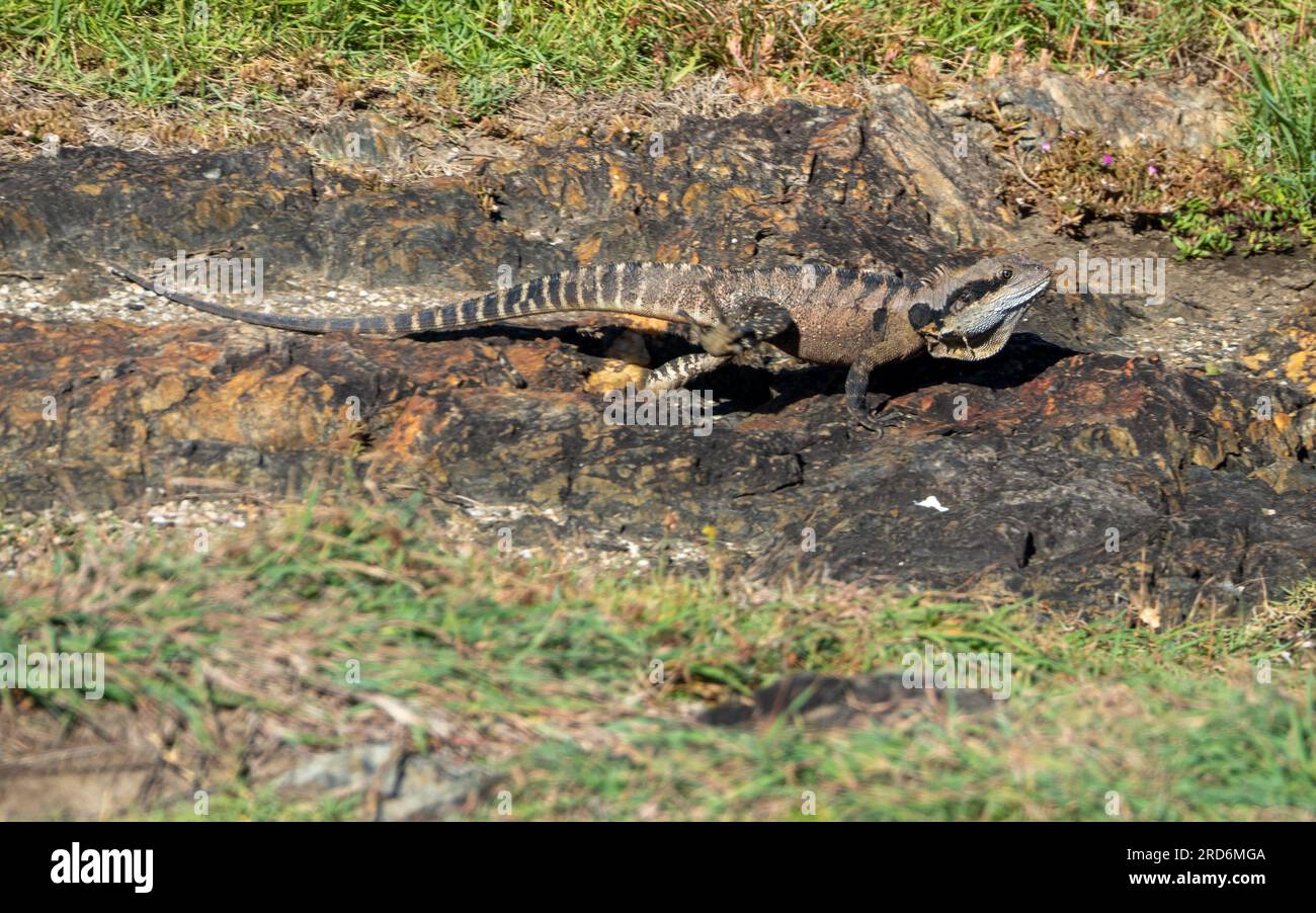 Water Dragon, Australian lizard, running Stock Photo - Alamy