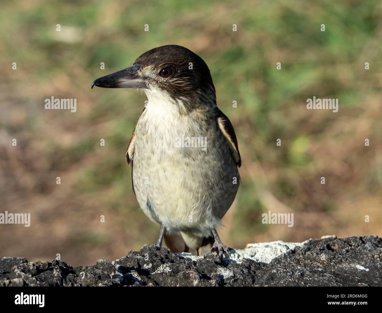 Juvenile butcherbird hi-res stock photography and images - Alamy