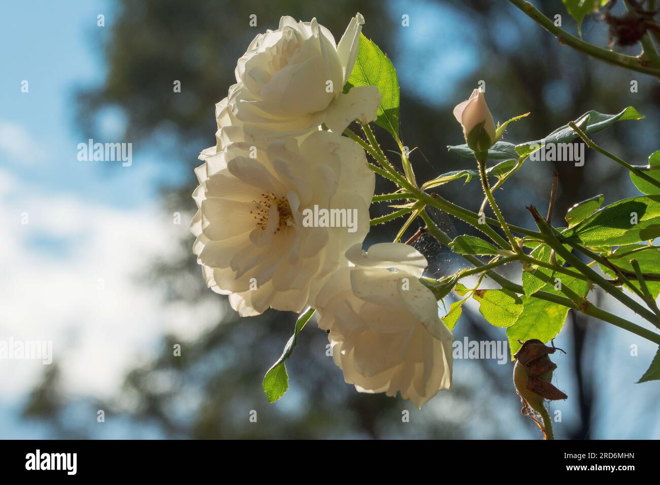 Budding white roses hi-res stock photography and images - Alamy