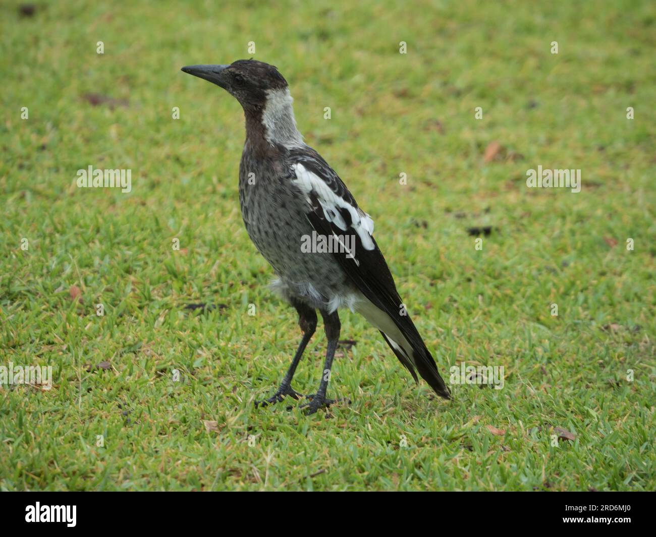 Australian black backed magpie hi-res stock photography and images - Alamy