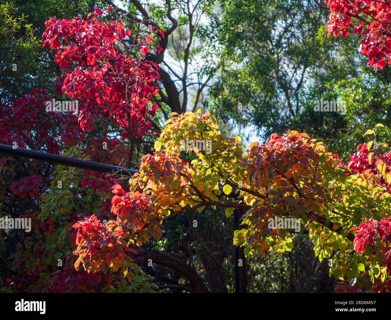 Seasons of change, colourful Autumn (Fall) leaves on trees, red, yellow ...