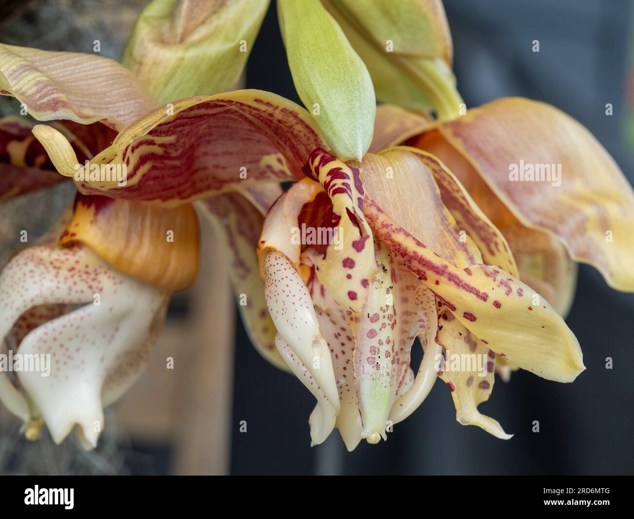 Stanhopea or Upside down Orchid flowers in bloom under the bottom of ...
