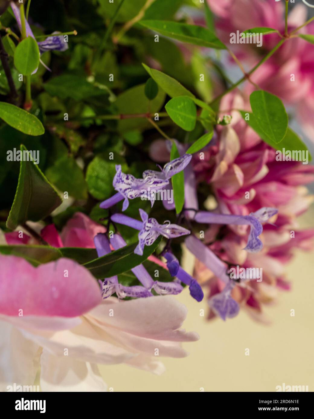 Camellia flower arrangement vase hi-res stock photography and images - Alamy