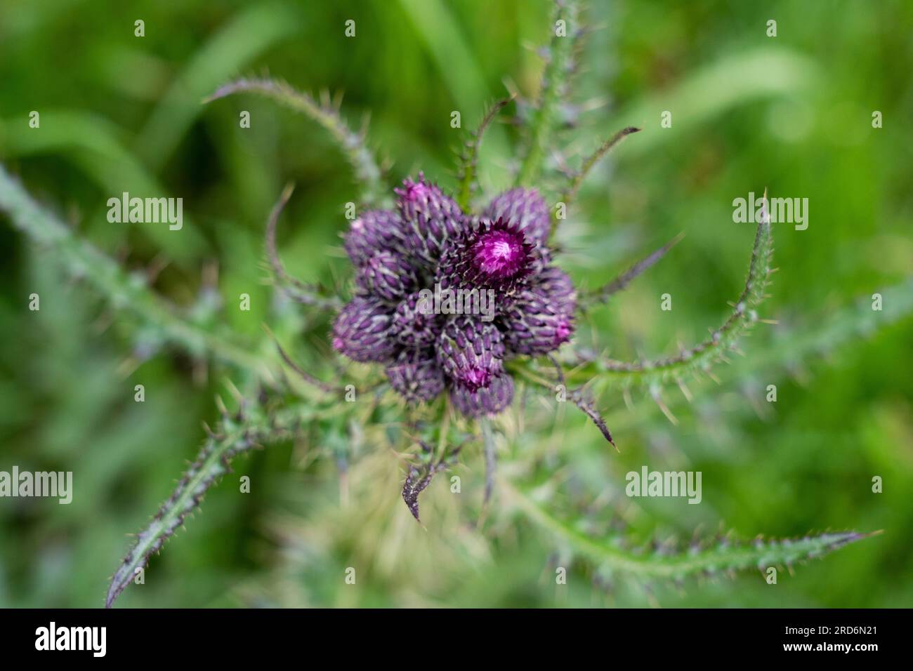 Cirsium crispus hi-res stock photography and images - Alamy