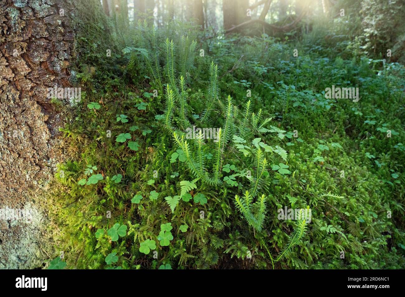 Small pine tree undergrowth hi-res stock photography and images - Alamy