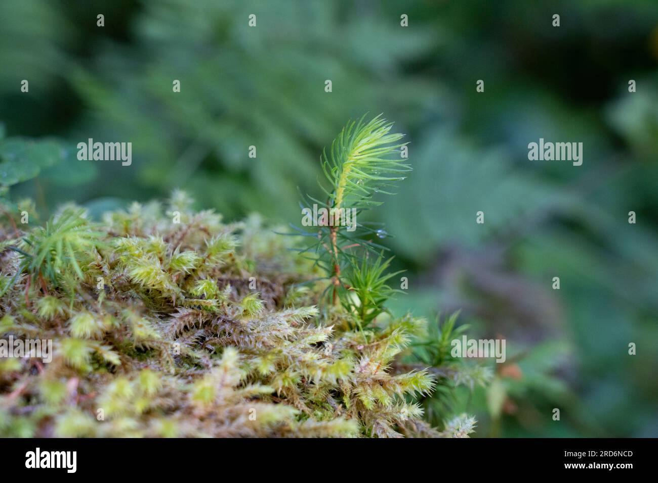 Small pine tree undergrowth hi-res stock photography and images - Alamy