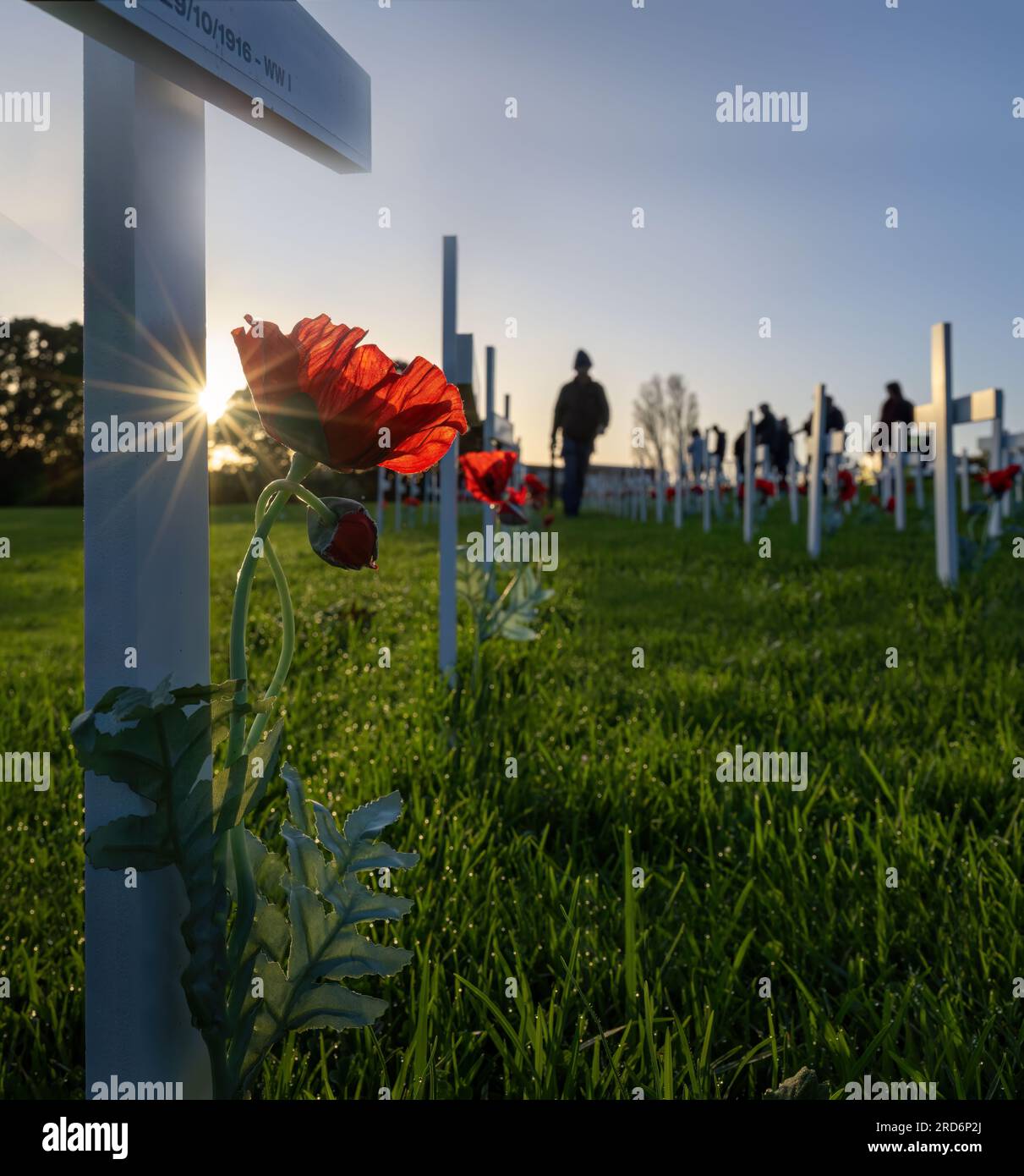 Sun stars shining through white crosses and red poppies. Words on white ...