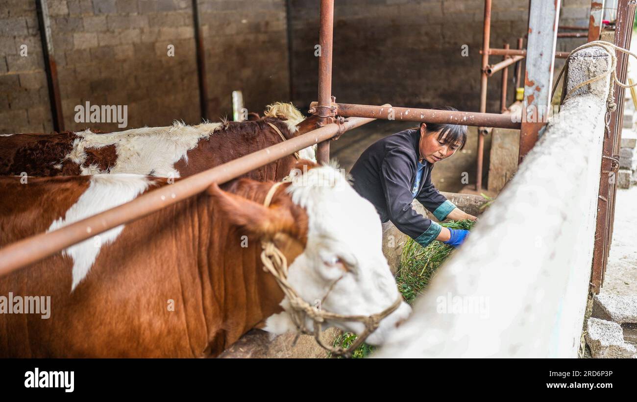 Weining, Hui and Miao Autonomous County in southwest China's Guizhou ...