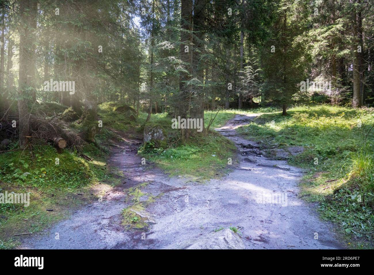 path that divides within a fir forest Stock Photo - Alamy