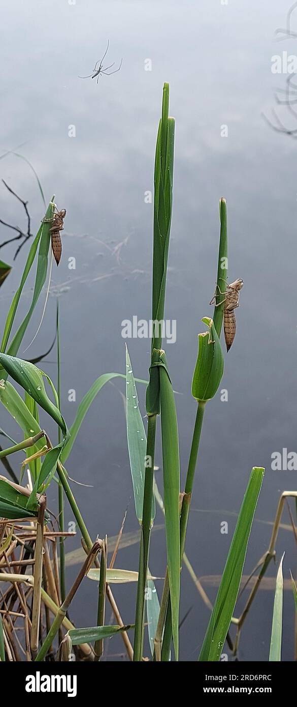 Dragonfly larva prey hi-res stock photography and images - Alamy