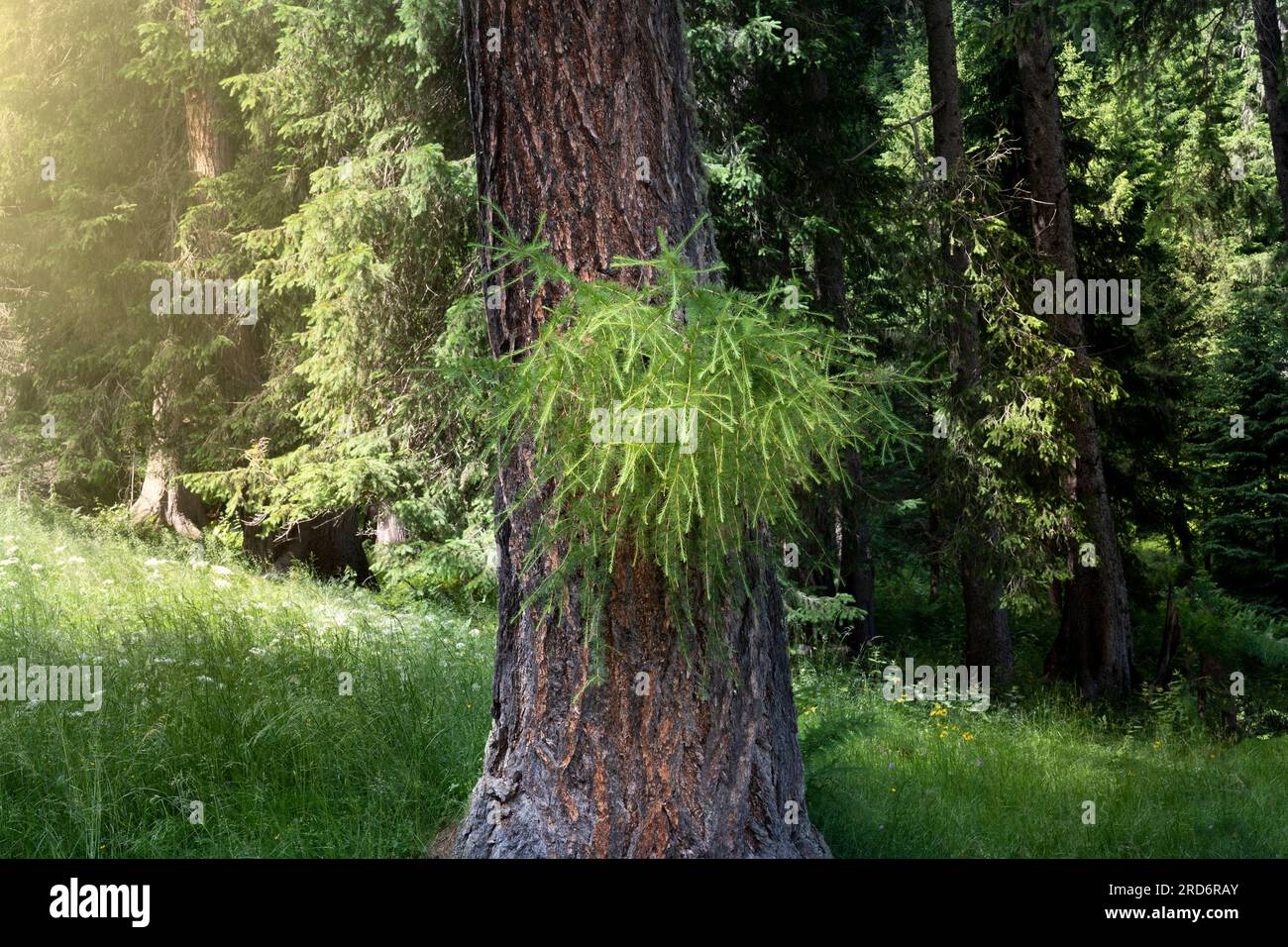 Branch mast hi-res stock photography and images - Alamy