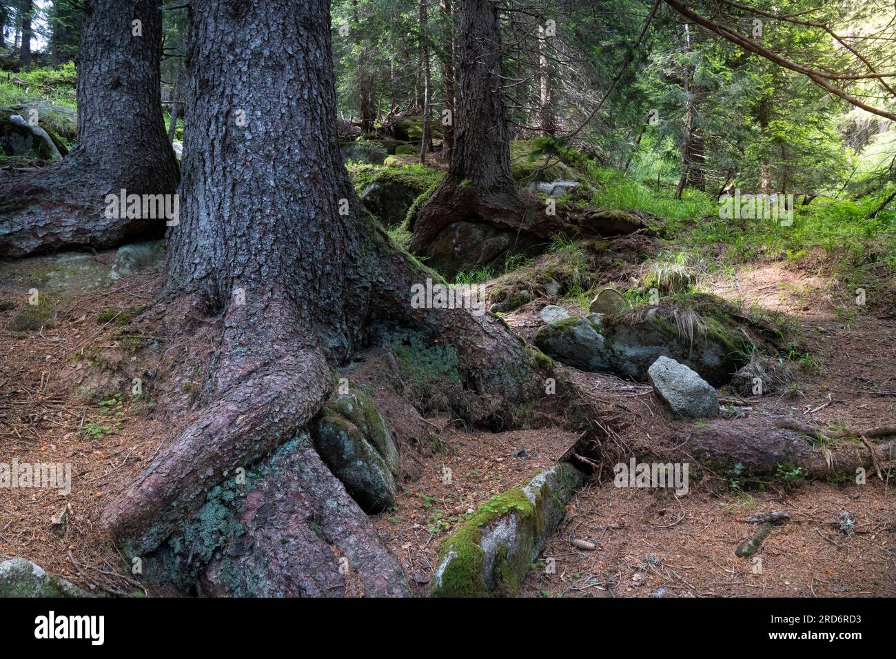 centuries-old fir trees in a forest in Trentino Stock Photo - Alamy